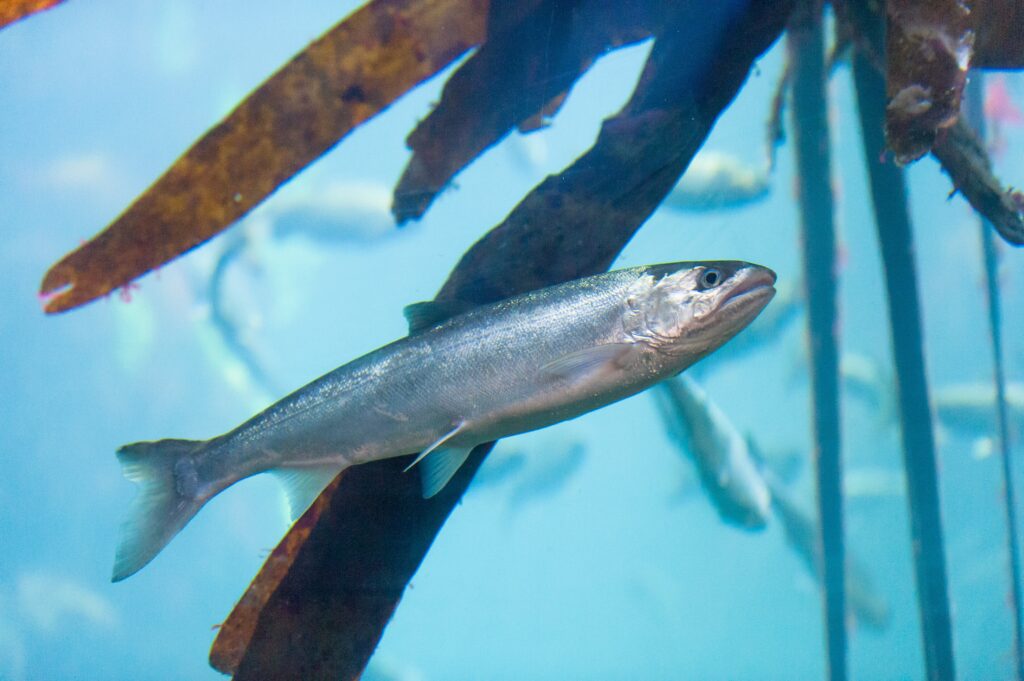 Salmon Migration is Based On Smell: Breaching dams will flush dust and ...